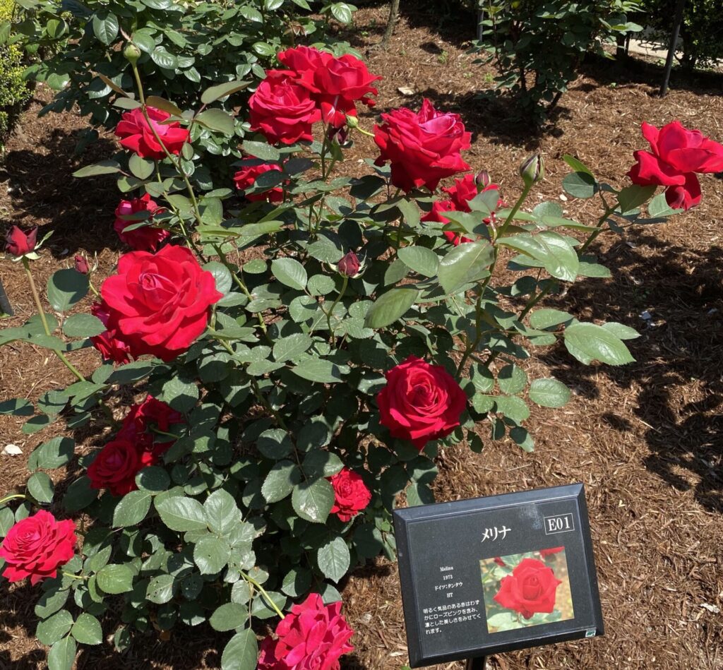 The Enchanting Rose Season at Old Furukawa Garden | DeerJapan